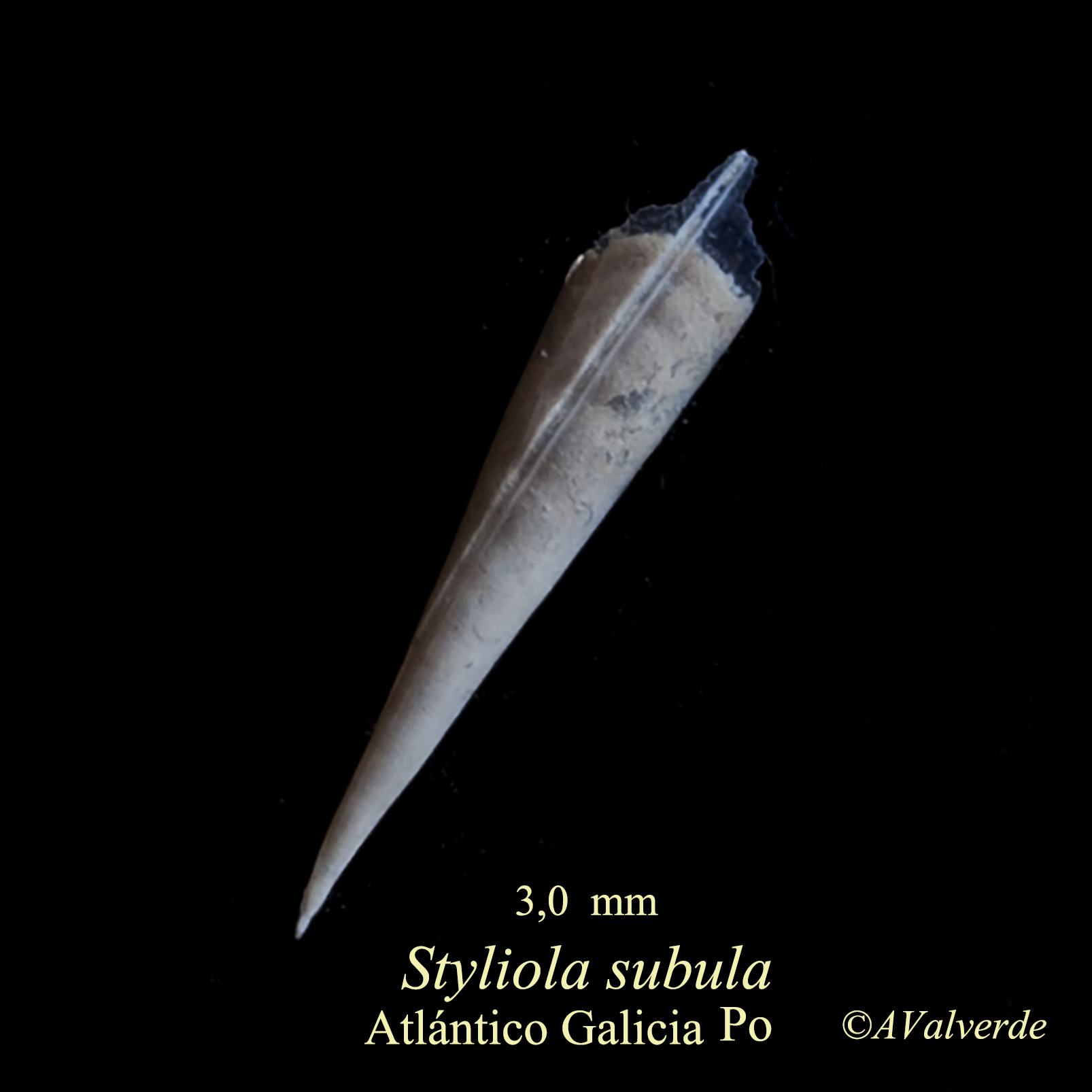 MALACOLOGÍA MEDITERRÁNEA: 2013-10-13