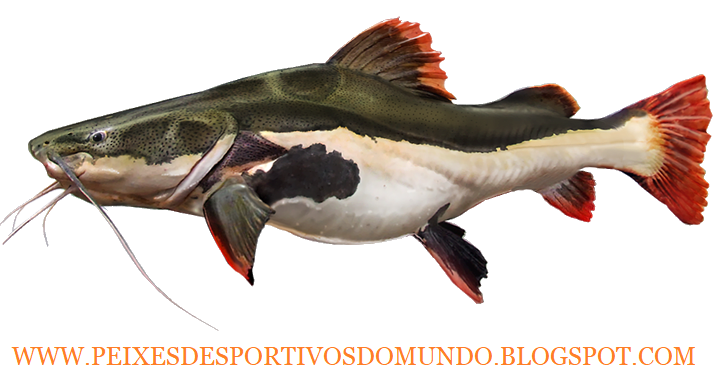 PEIXES DESPORTIVOS DO MUNDO: A PIRARARA - Phractocephalus ...
