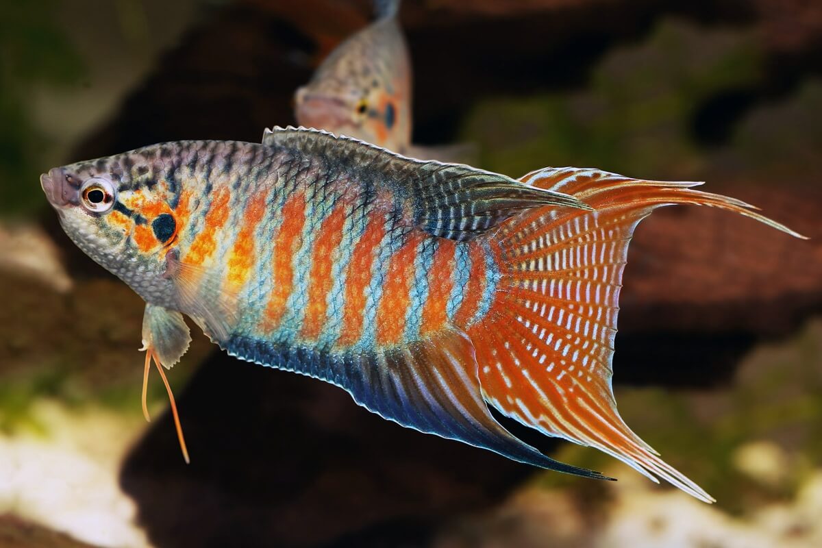 Habitat of the Fish Macropodus Opercularis in Nature - fish-hobbyist