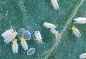 Upper Coast IPM: Whiteflies