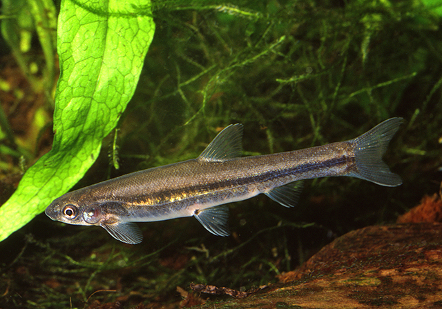 Artes de Pesca: ACTINOPTERYGII