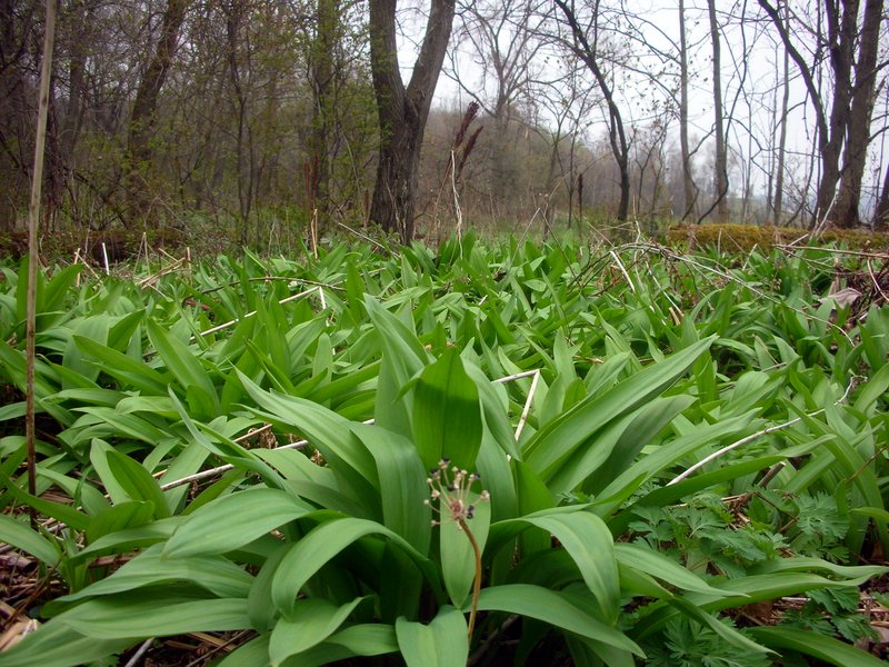 Wild Ramps Vermont at Chloe Snider blog