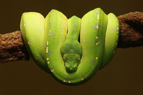 Green Tree Python