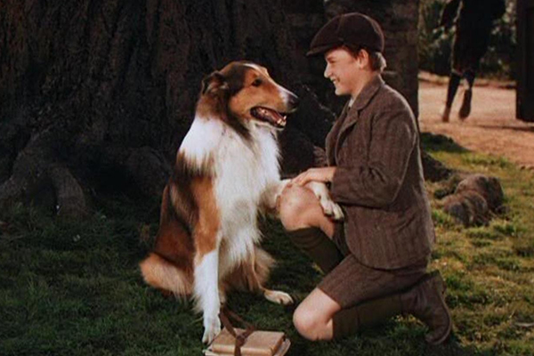 A VERDADEIRA HISTÓRIA DE LASSIE : FILMES, SÉRIES E CURIOSIDADES - BLOG ...