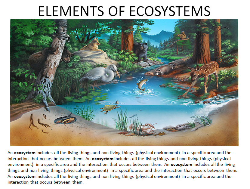 English Corner: ECOSYSTEMS (EXAM FOR FIFTH GRADE)