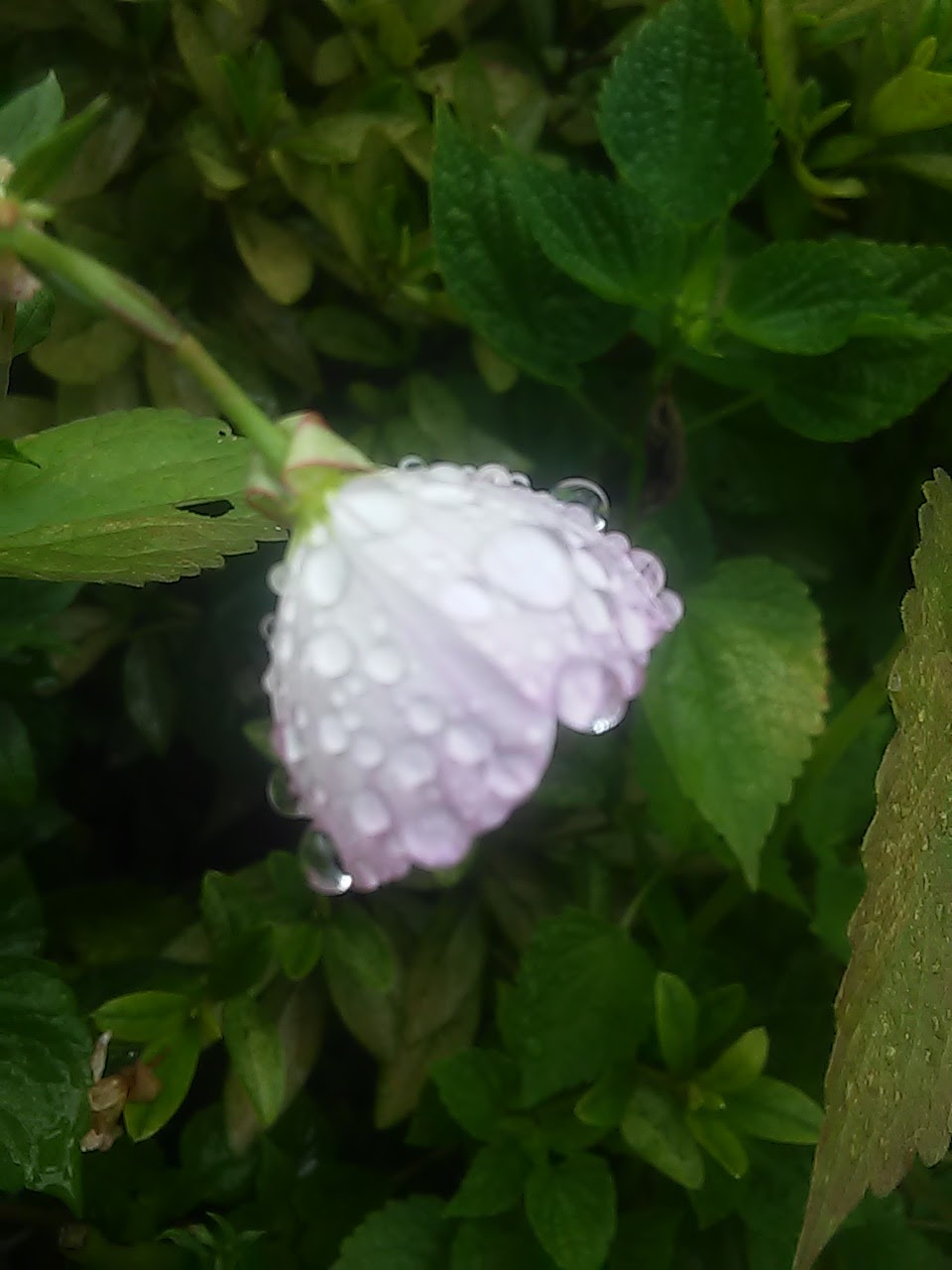 the Orient: 방풍꽃 Ledebouriella seseloides , flower