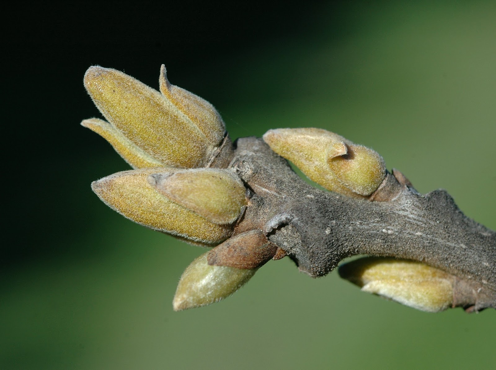 Northern Pecans: Pecan tree starting to push