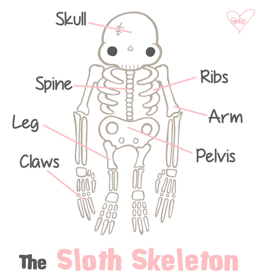 Cosmos and Crayons: Science Facts Thursday: Why So Humerus?