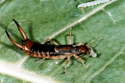 Earwig - Insects World