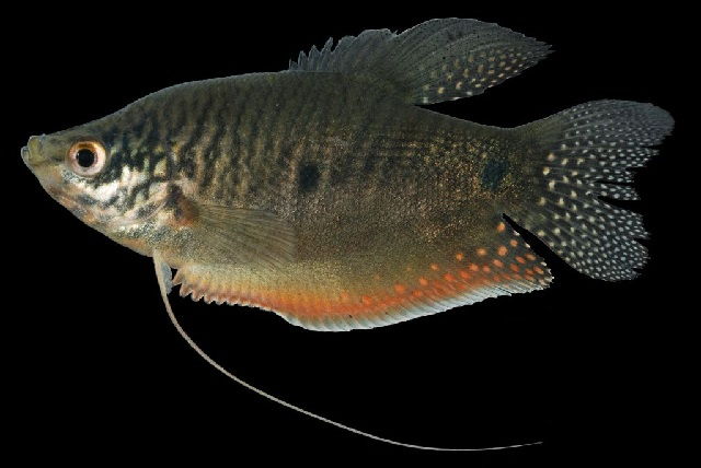 Cara Budidaya Sepat Siam Lengkap Beserta Gambarnya - Opo wae