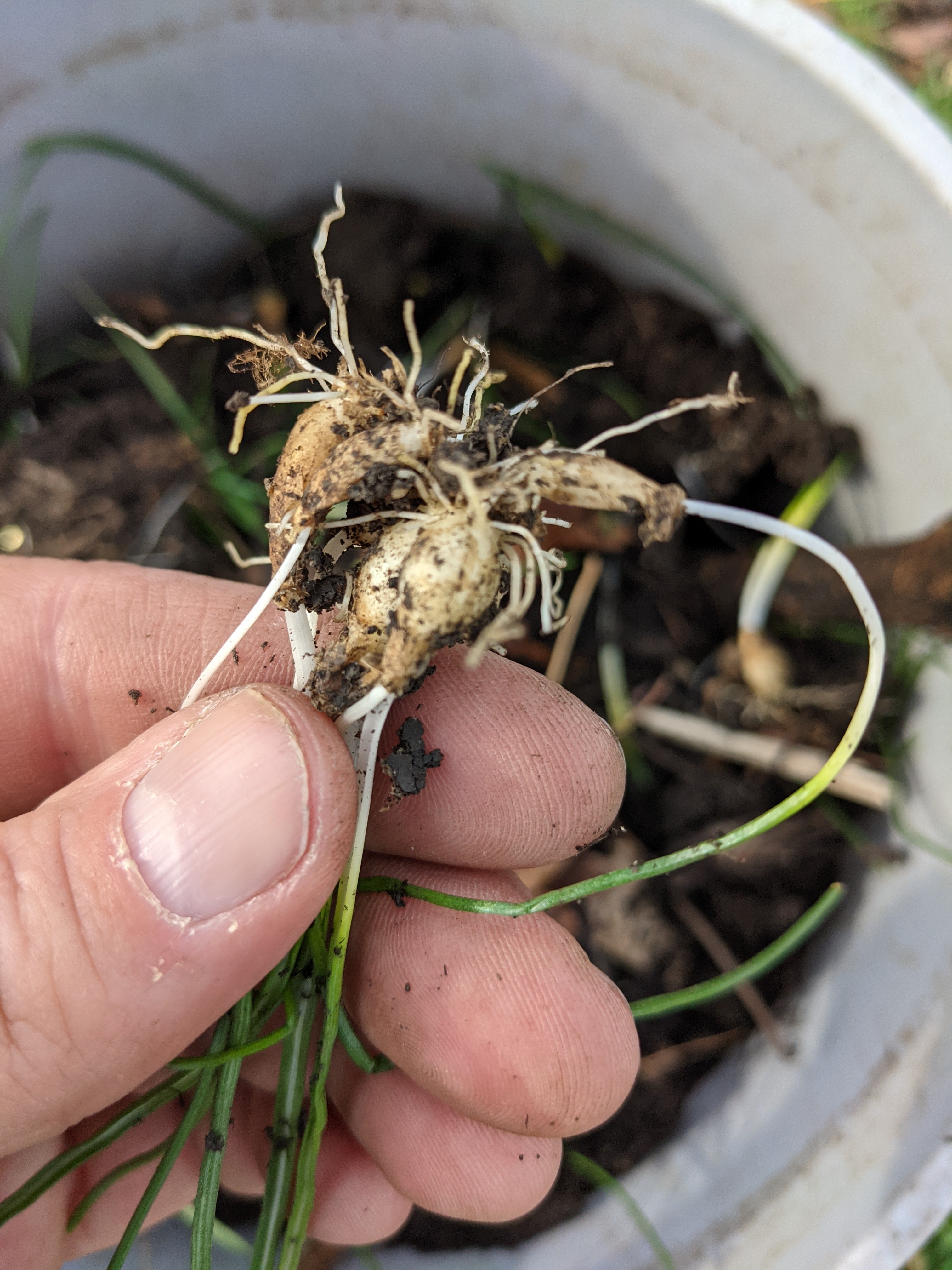 They're Back - Wild Onion Removal - April 2021