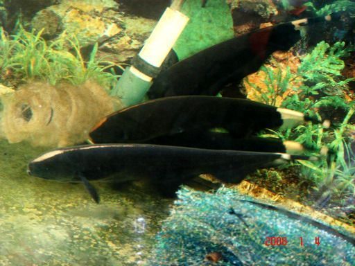 Info Burung Ikan Hias Black Ghost Dan Pembibitannya