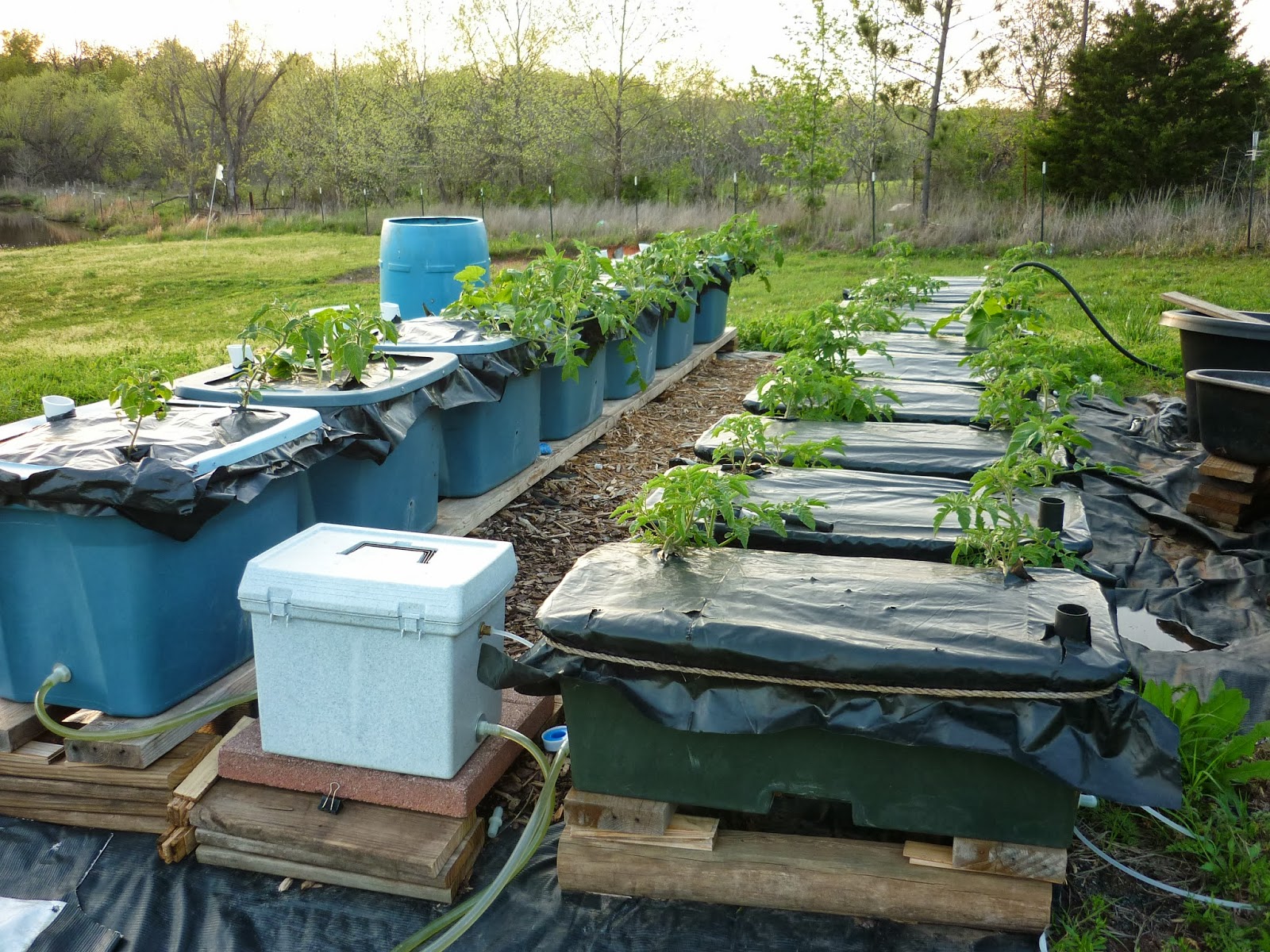 Garden Anywhere Box: Daily Garden Pictures and the birth of Garden ...