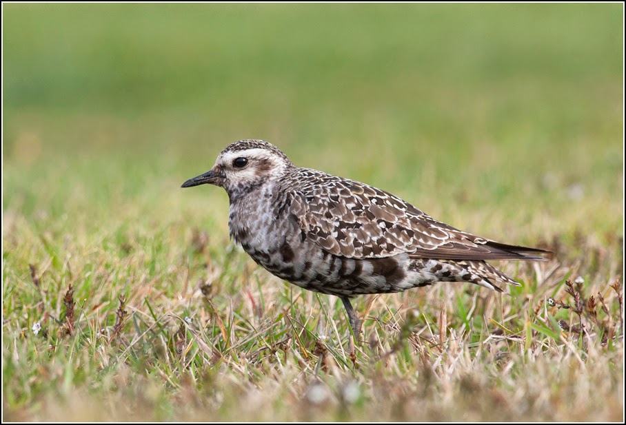 Explorations of an Ecologist: The rest of Moosonee