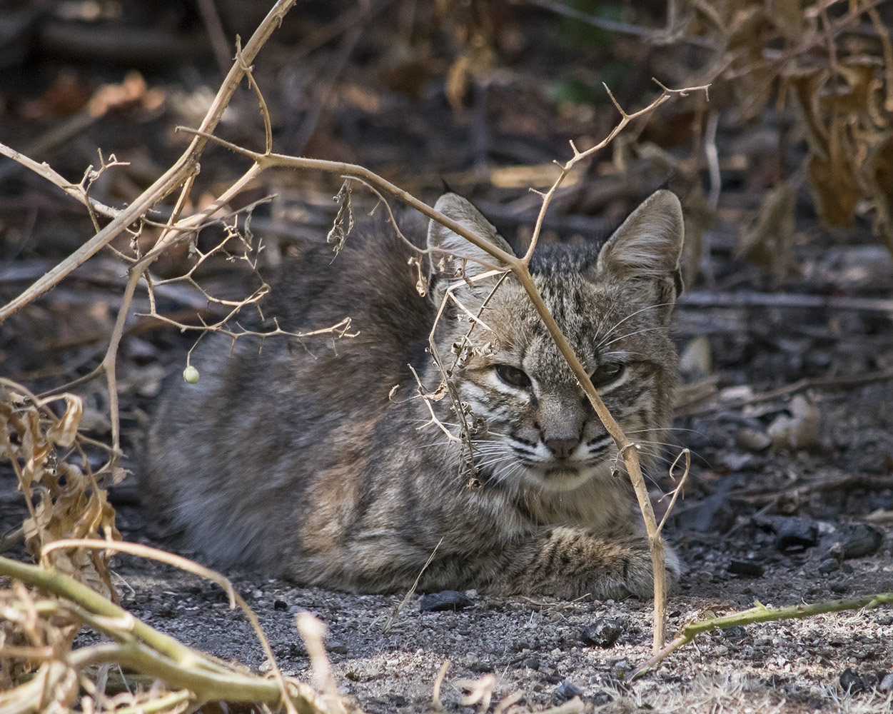Bobcat ~ Rocklin Wildlife