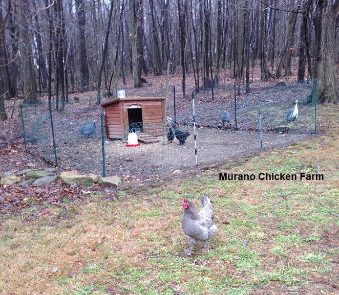 Caring for sick chickens: the hospital cage - Murano Chicken Farm