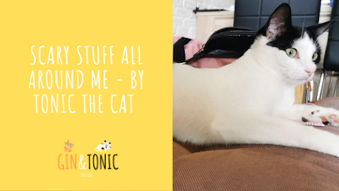 Tales with Gin and Tonic the cats