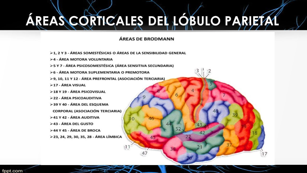 CORTEZA CEREBRAL Y COMPLEJIDAD HUMANA