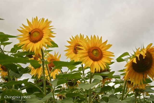 Paris Through My Lens: Les tournesols de France
