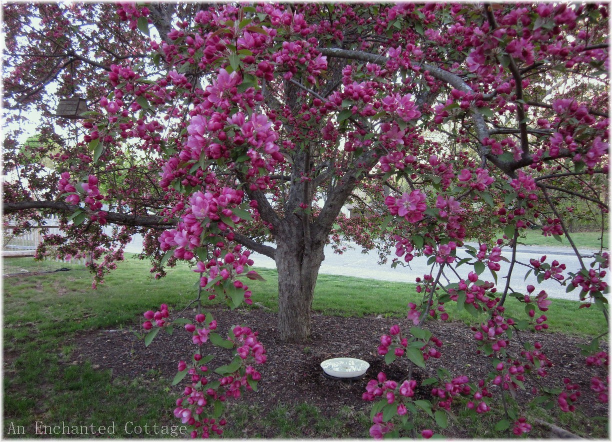 An Enchanted Cottage: Our pink flowering hoppa crab trees are in full ...