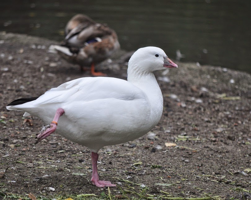 ZOOTOGRAFIANDO (6.100 ANIMALS): GANSO DE ROSS / ROSS´S GOOSE (Anser rossii)