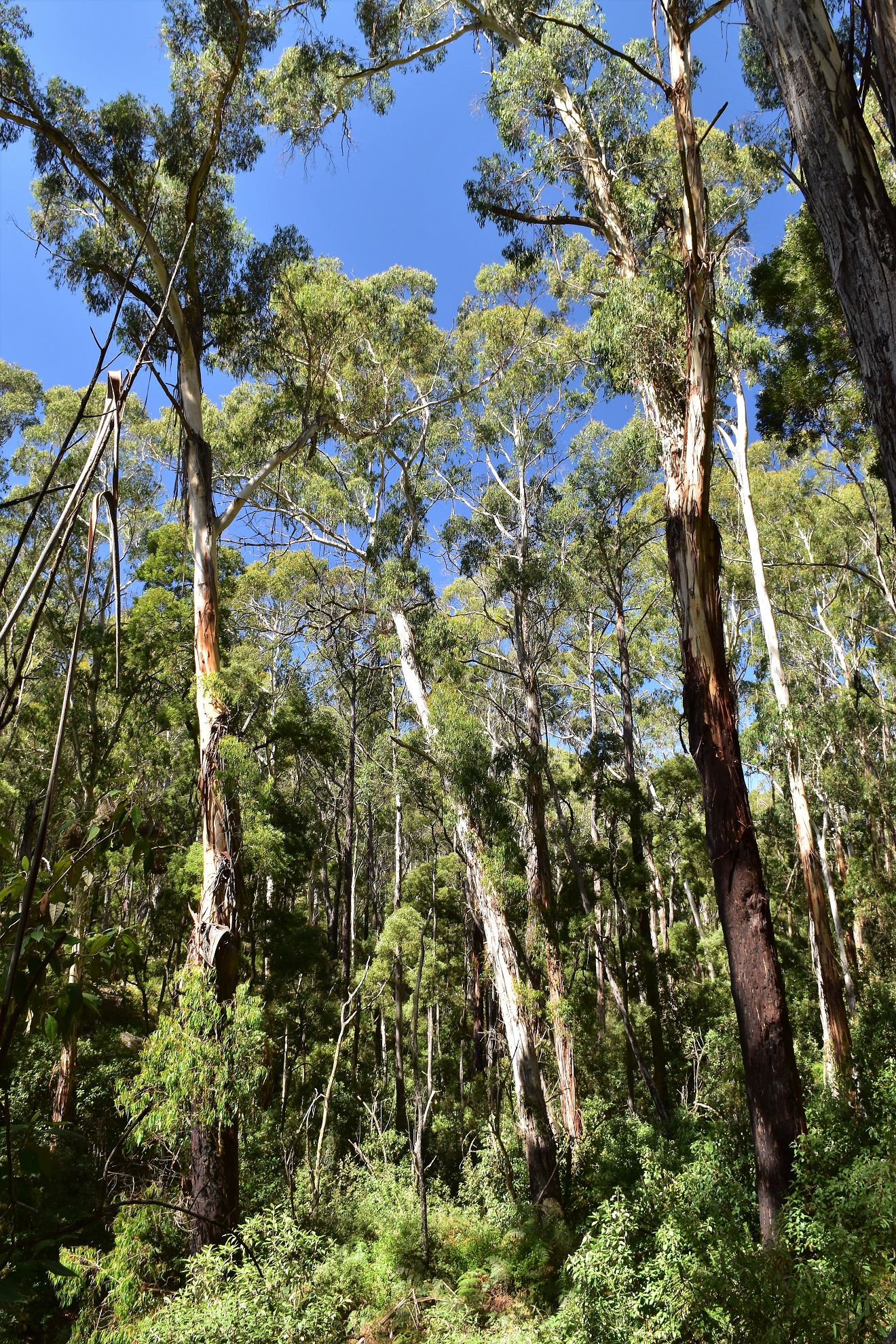 Goin' Feral One Day At A Time: Whipstick Loop Walk, Wombat State Forest ...