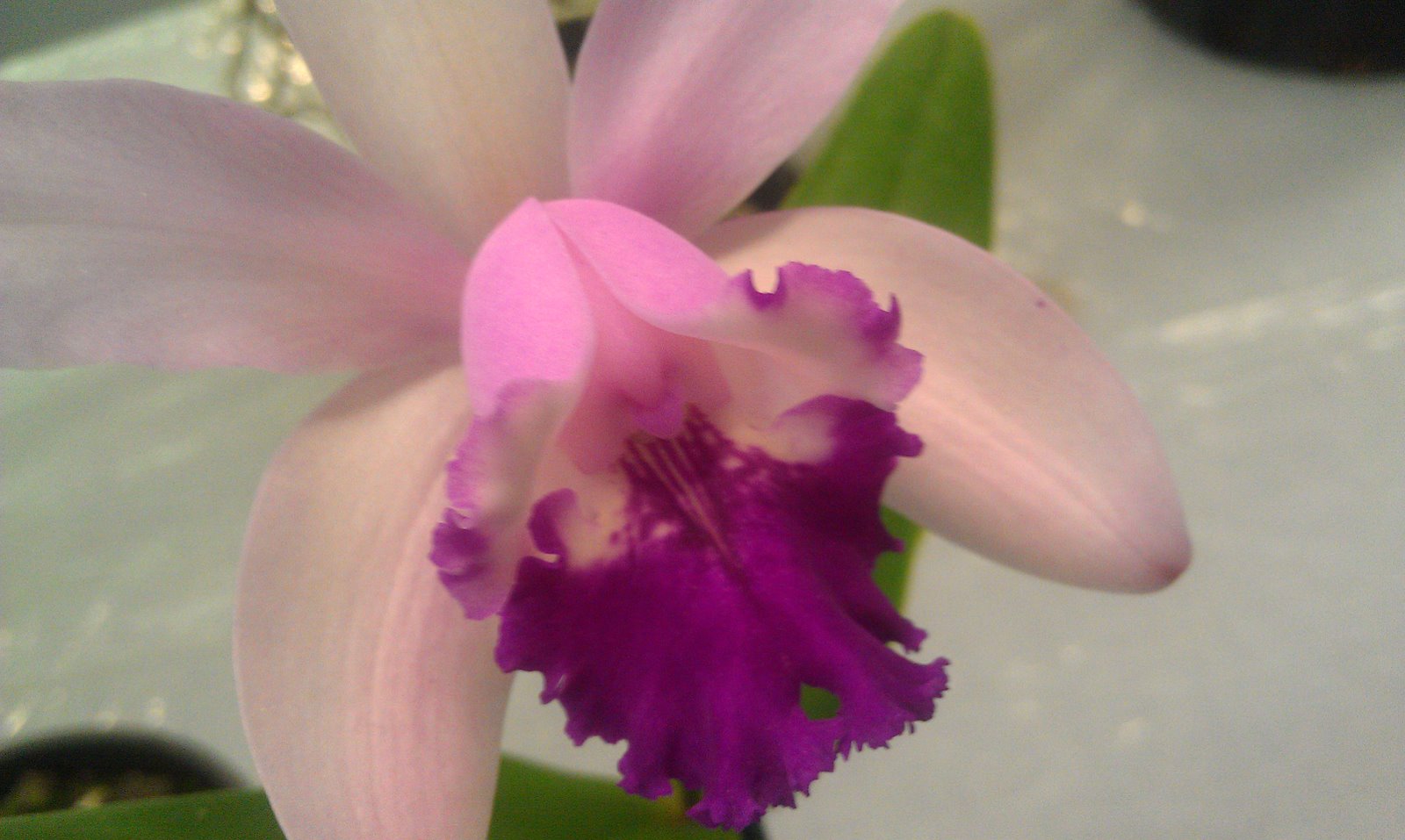 Plant Photography: Cattleya intermedia var. amethystina Orchid