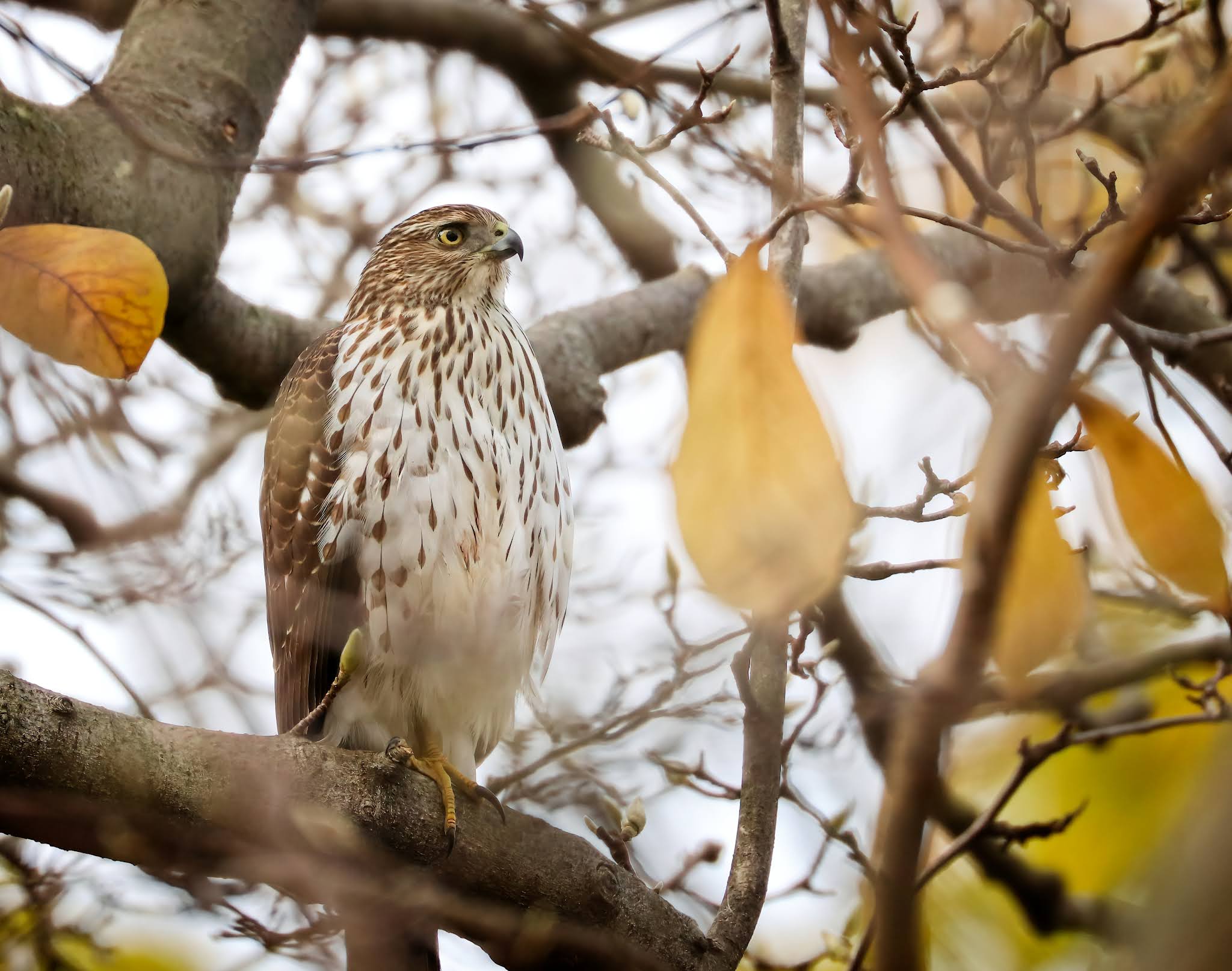 Laura Goggin Photography: Recent hawks around town