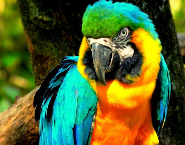Macaw | The Biggest Animals Kingdom