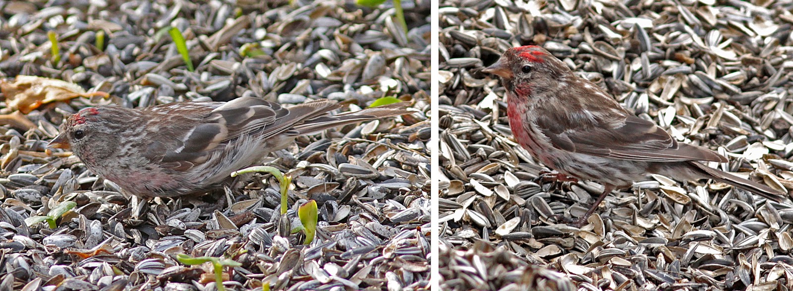 Worcestershire Redpolls and separation guide: Worcestershire Redpolls ...