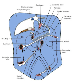 easyhumanatomy: Summary of Hepato-renal recess/ Pouch of Morison
