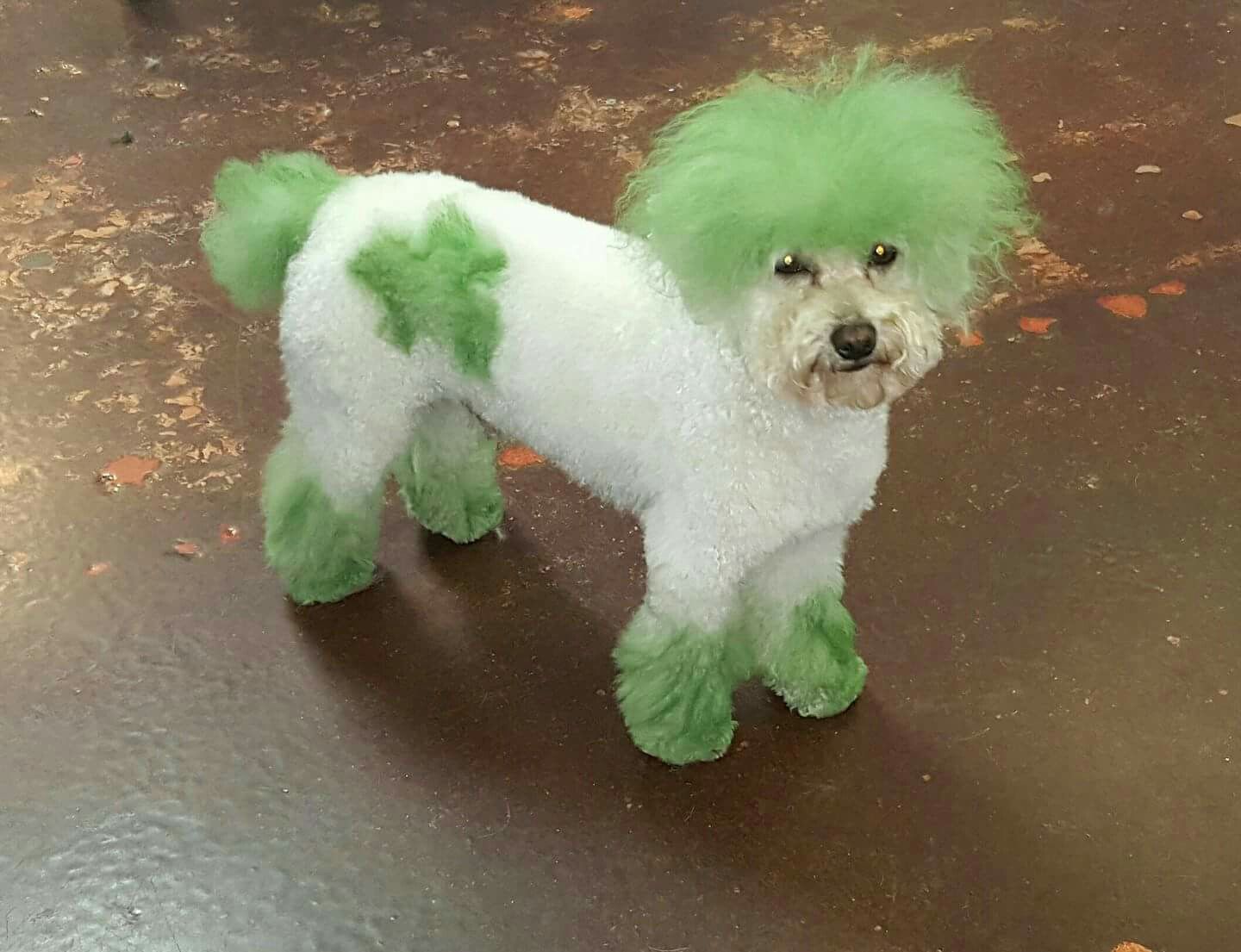 Fotos de perros verdes - Blog de imágenes