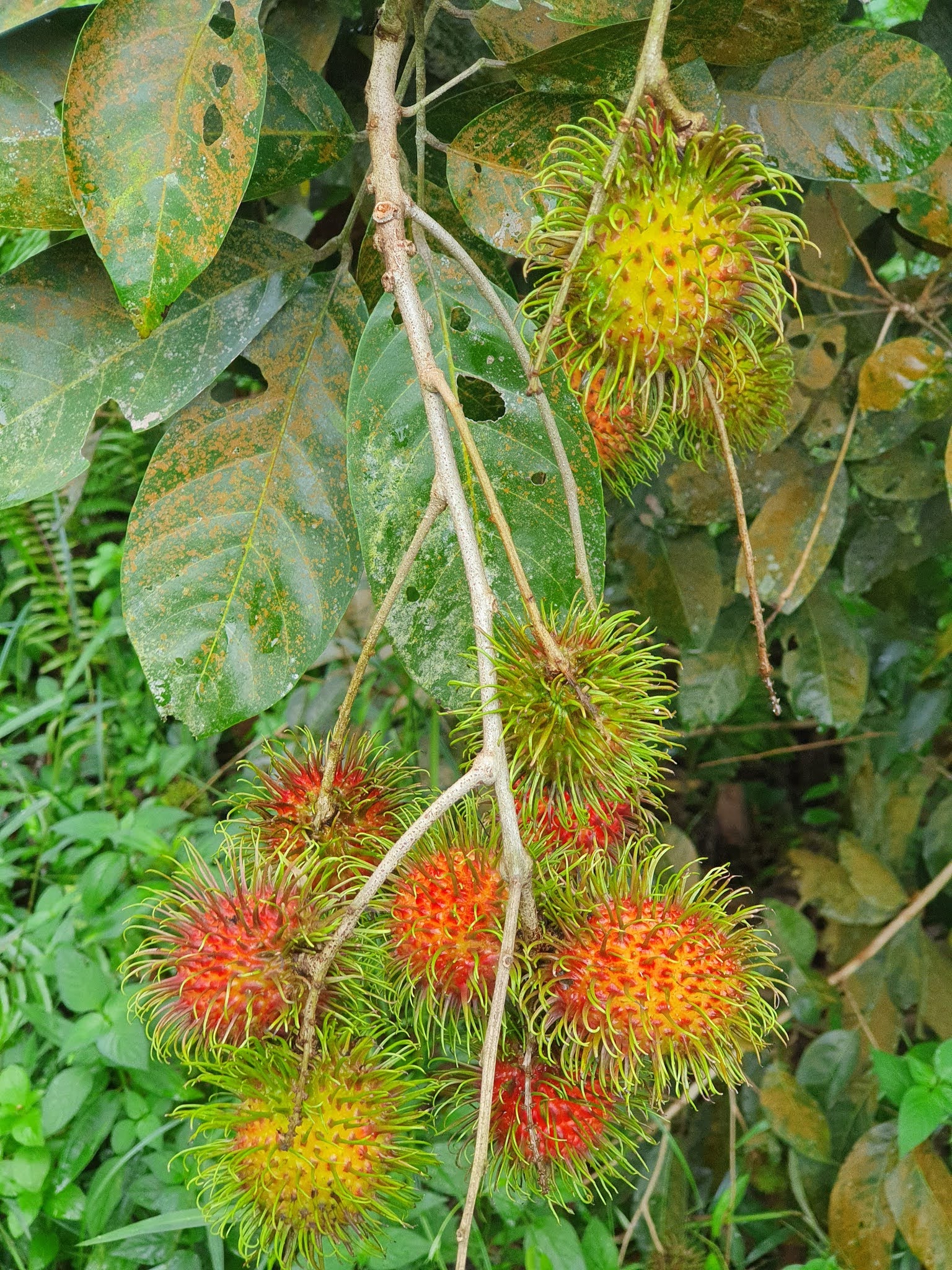Warisan Petani: Diari Rambutan PKP 3.0