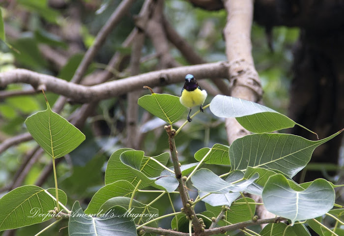 Mumbai Daily: Staring contest