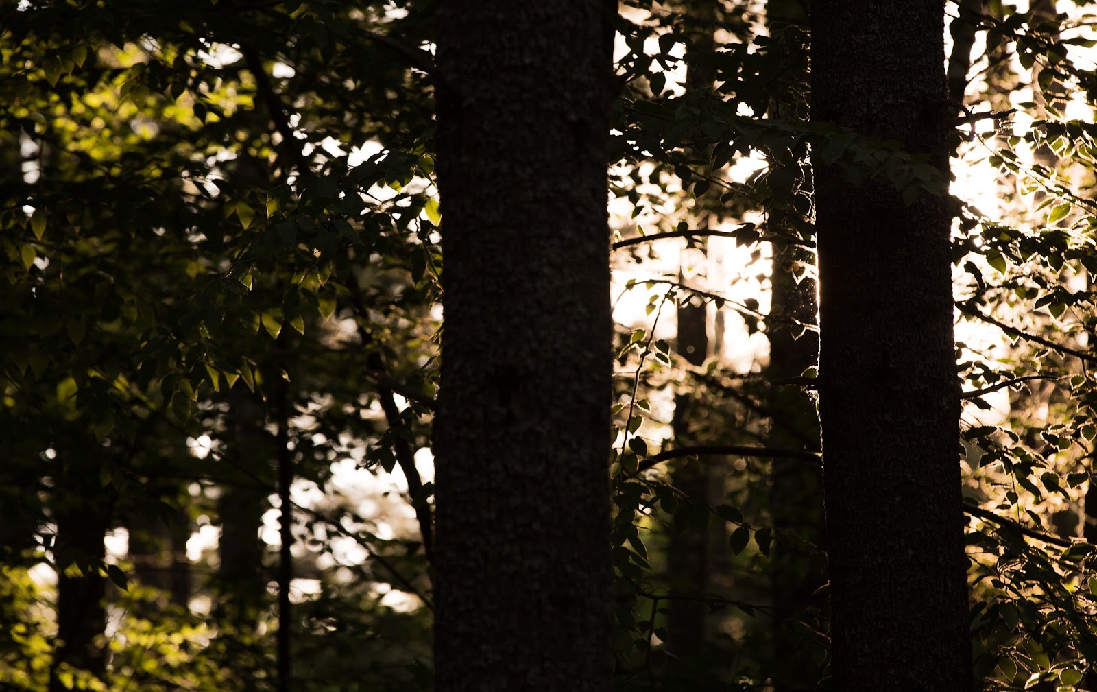 Mohsen Behnam (شعر زیبا)