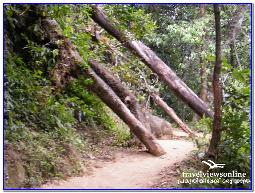 പ്രകൃതിയിലേക്ക് ഒരു യാത്ര (a travel towards NATURE): PULLUMEDU a unique ...