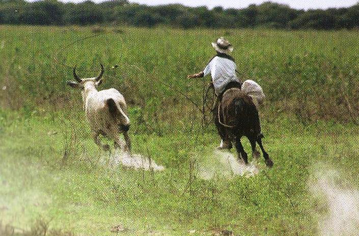 VIVENCIAS LLANERAS DEL ABUELO: El Ganado Cimarrón y las Cimarroneras (1)