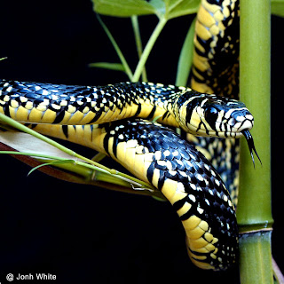 FAUNA E FLORA DO RN: Caninana Spilotes pullatus (Linnaeus, 1758); Fauna ...