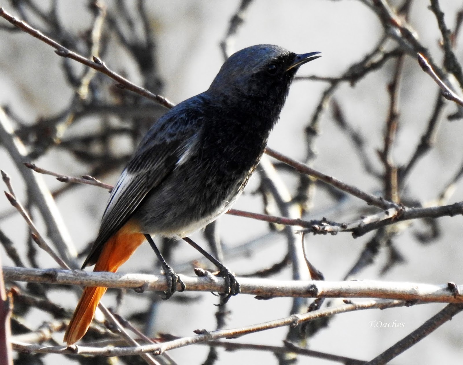 PASARI DIN ROMANIA: CODROS DE MUNTE (1), Phoenicurus ochruros
