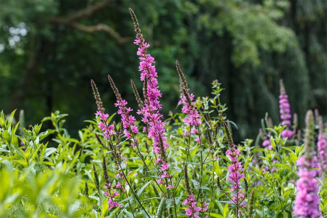 Wilde planten in Brugge: Grote kattenstaart - Lythrum salicaria