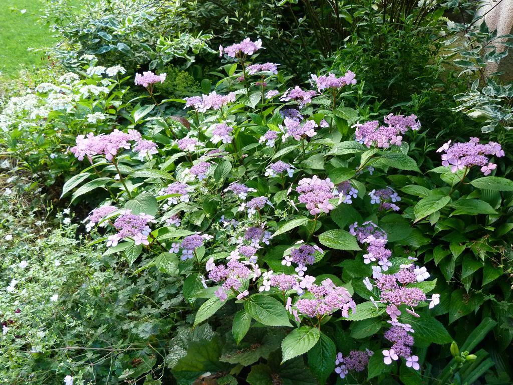 Les Pins Noirs: Hydrangea "Blue Wave", "Tokyo Delight", "Alveroz" et Shojo"