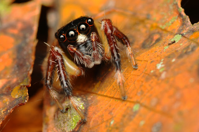 The Mirror: Fantastic Spider Photography (Four Sets of Eyes)