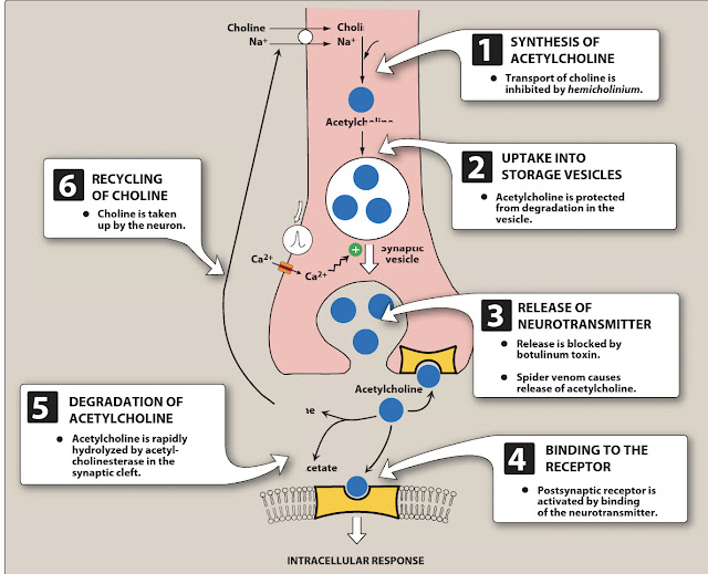 Cholinergic neuron & Cholinergic Receptors