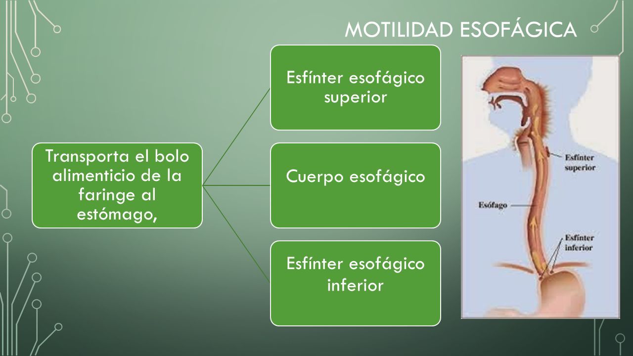 PRINCIPIOS ANATOMOFISIOLÓGICOS DE LOS SISTEMAS DIGESTIVO Y ENDOCRINO ...