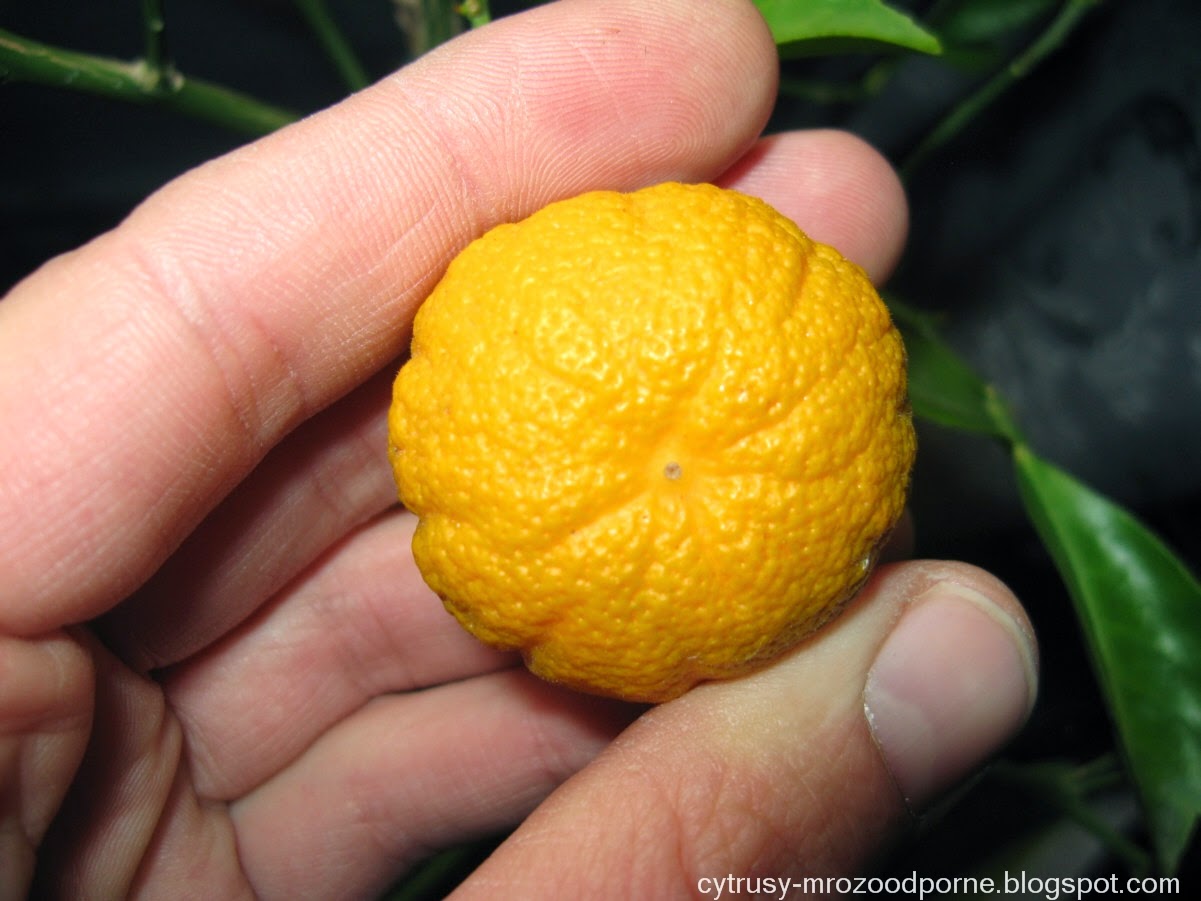 Cytrusy Mrozoodporne: Citrandarin