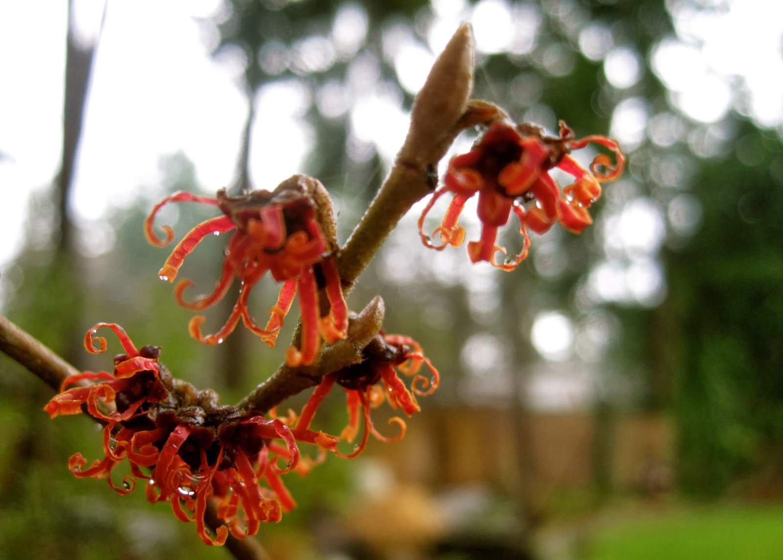 Bonney Lassie: Witch Hazel Blooming
