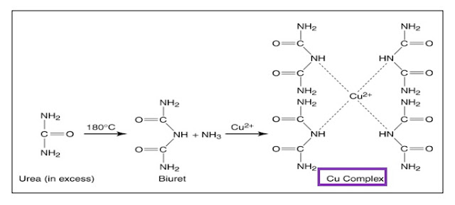 biochemistry: Practical 2 : Protein Experiment
