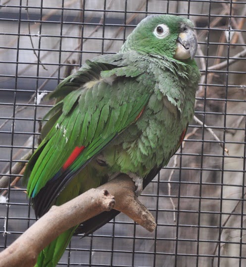 ZOOTOGRAFIANDO (6.100 ANIMALS): LORO HARINOSO AMAZÓNICO / MEALY AMAZON ...