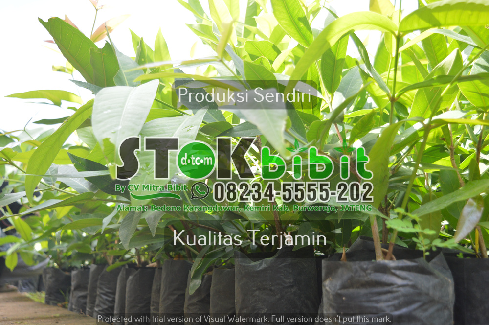 Ki hujan atau Trembesi buah pohon trembesi - bibit mangga unggulan