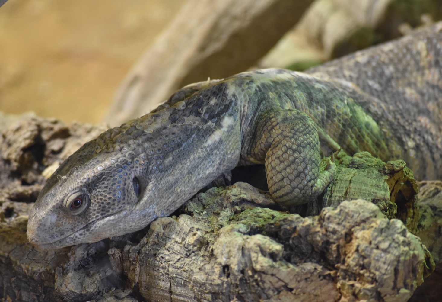 ZOOTOGRAFIANDO (6.100 ANIMALS): VARANO DE SABANA / SAVANNA MONITOR ...